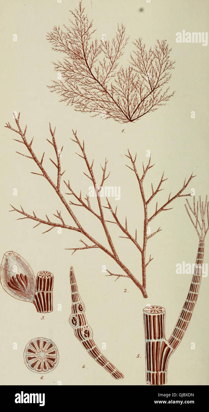 Phycologia Britannica provides a comprehensive history of British ...