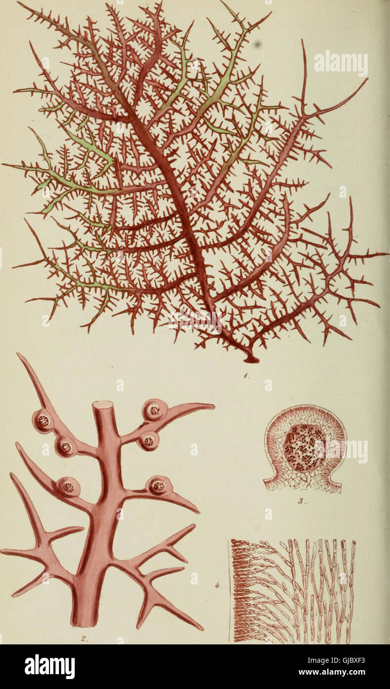 This work offers a comprehensive study of British seaweeds, with ...