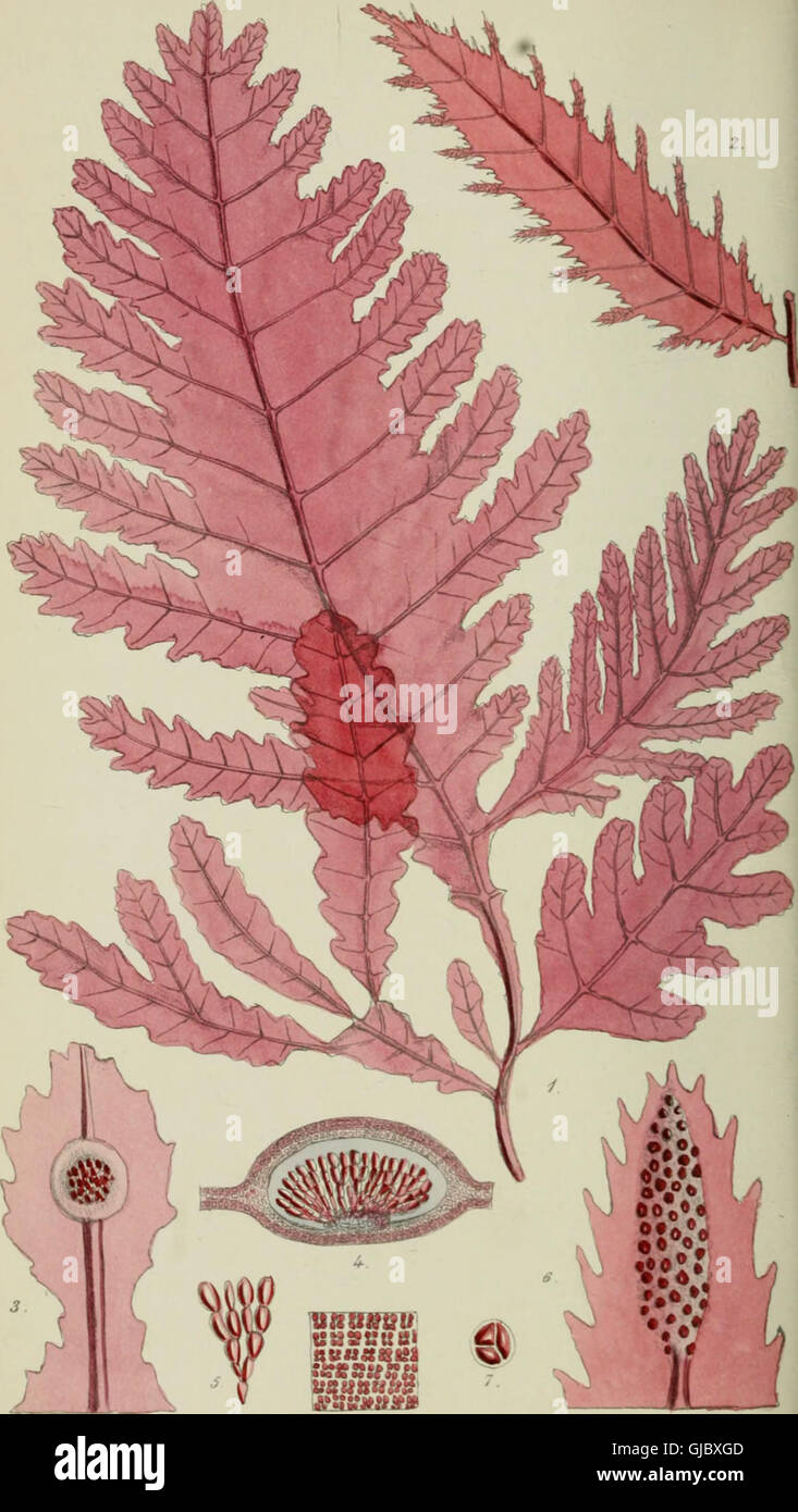 This work on British seaweeds provides a comprehensive history and ...