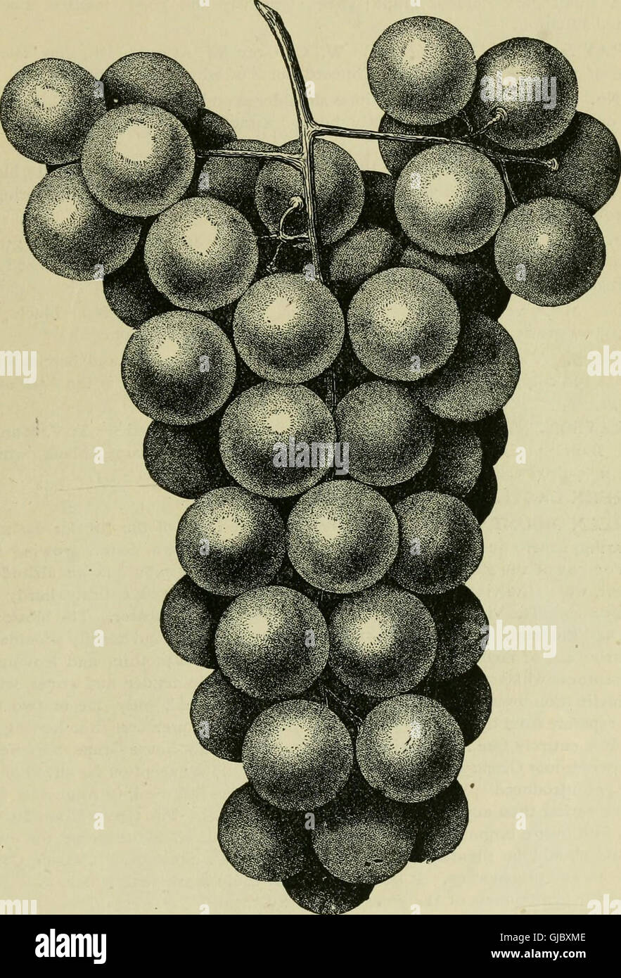 This 1893 book focuses on native grape varieties, their cultivation ...