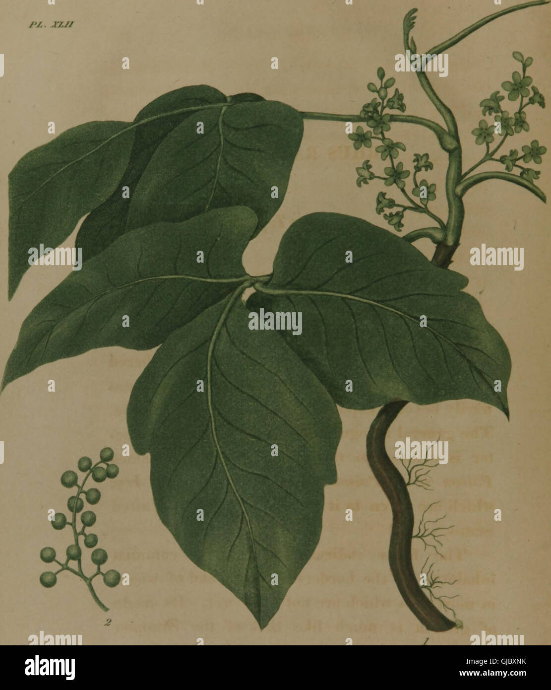 American medical botany- being a collection of the native medicinal ...