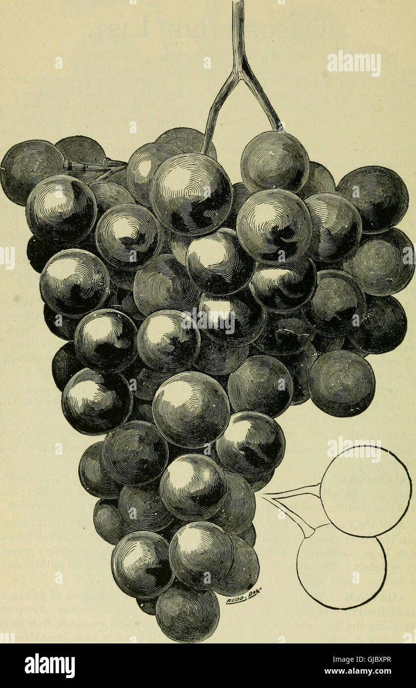 Our native grape. Grapes and their culture. Also descriptive list of ...