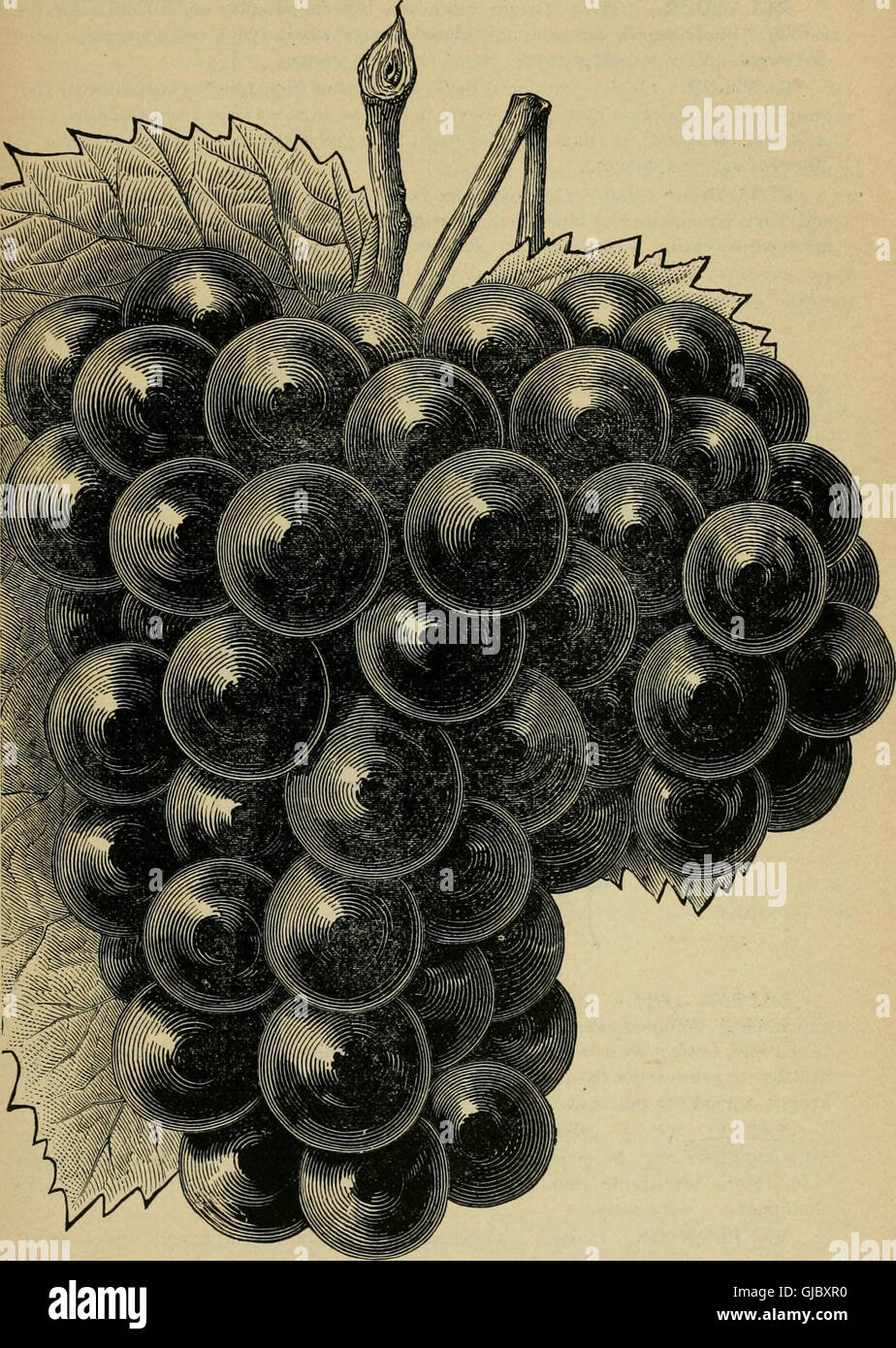 Our native grape. Grapes and their culture. Also descriptive list of ...