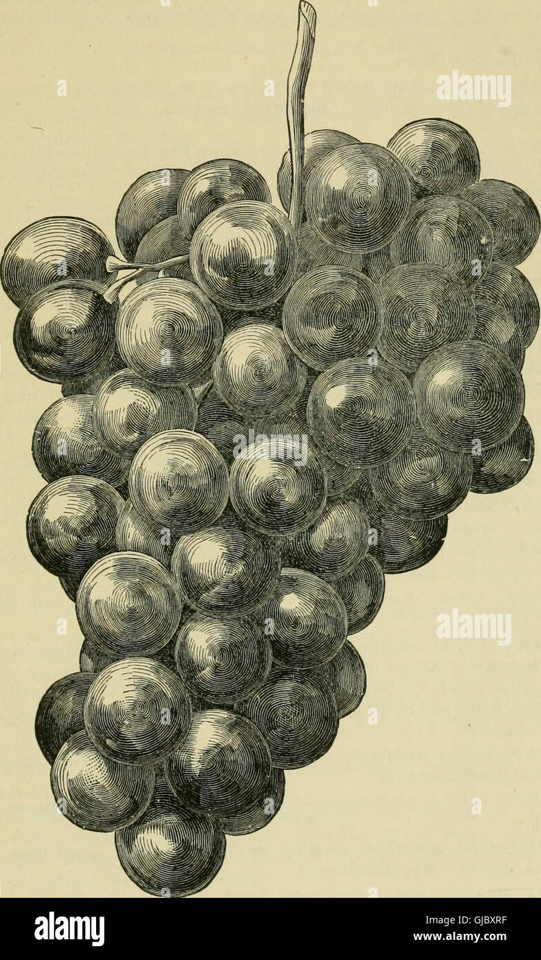 This 1893 guide focuses on the cultivation of native grape varieties in ...