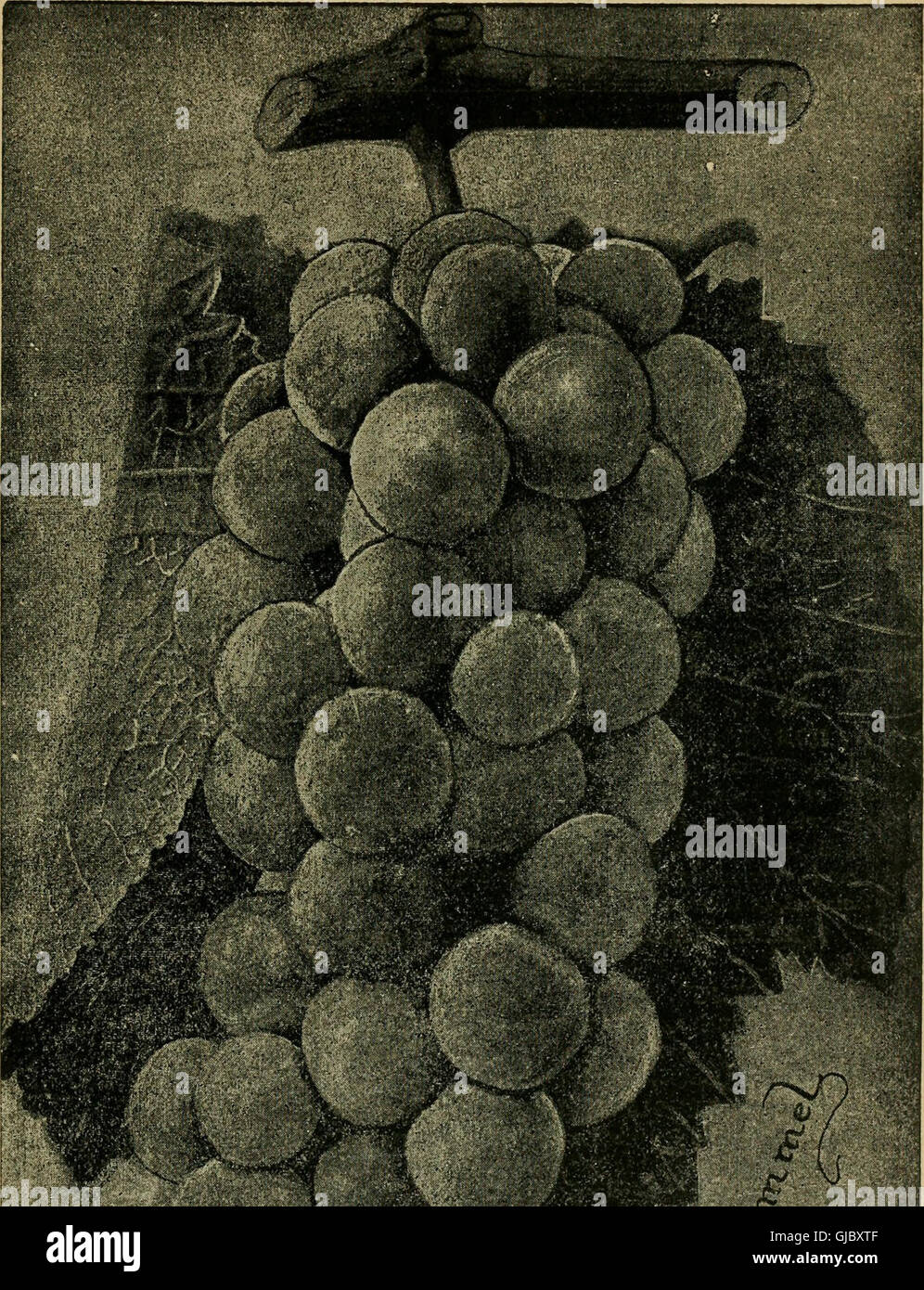 Our native grape. Grapes and their culture. Also descriptive list of ...
