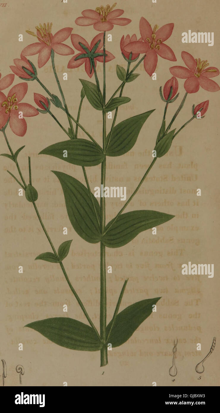 'American Medical Botany' provides an in-depth look at native medicinal ...