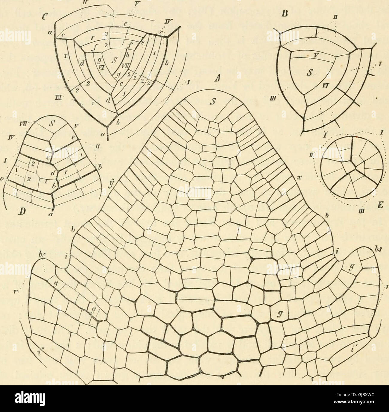 This 1875 textbook on botany explores plant morphology and physiology ...