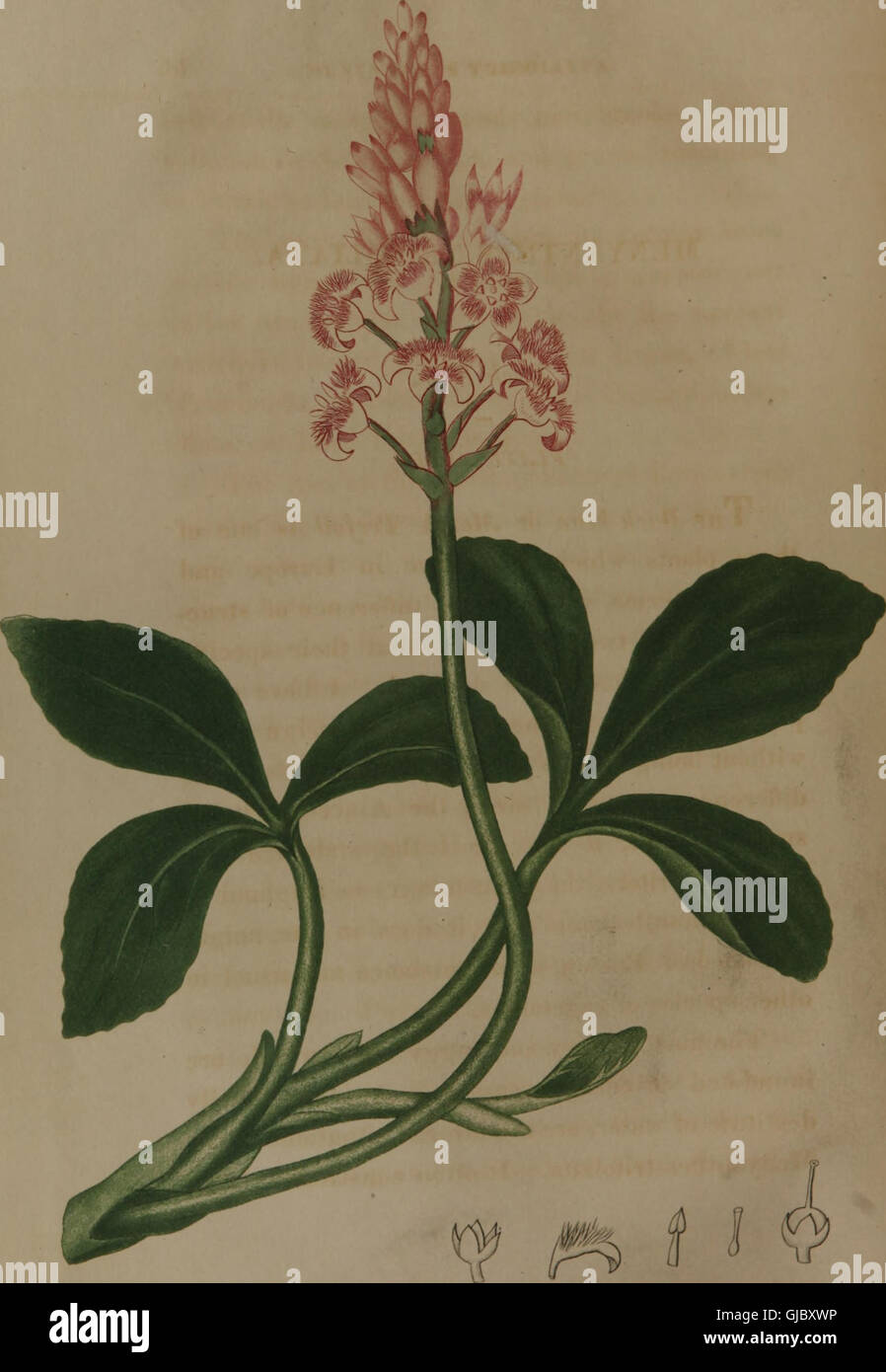 American medical botany- being a collection of the native medicinal ...