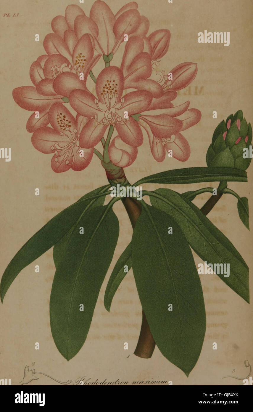 American medical botany- being a collection of the native medicinal ...
