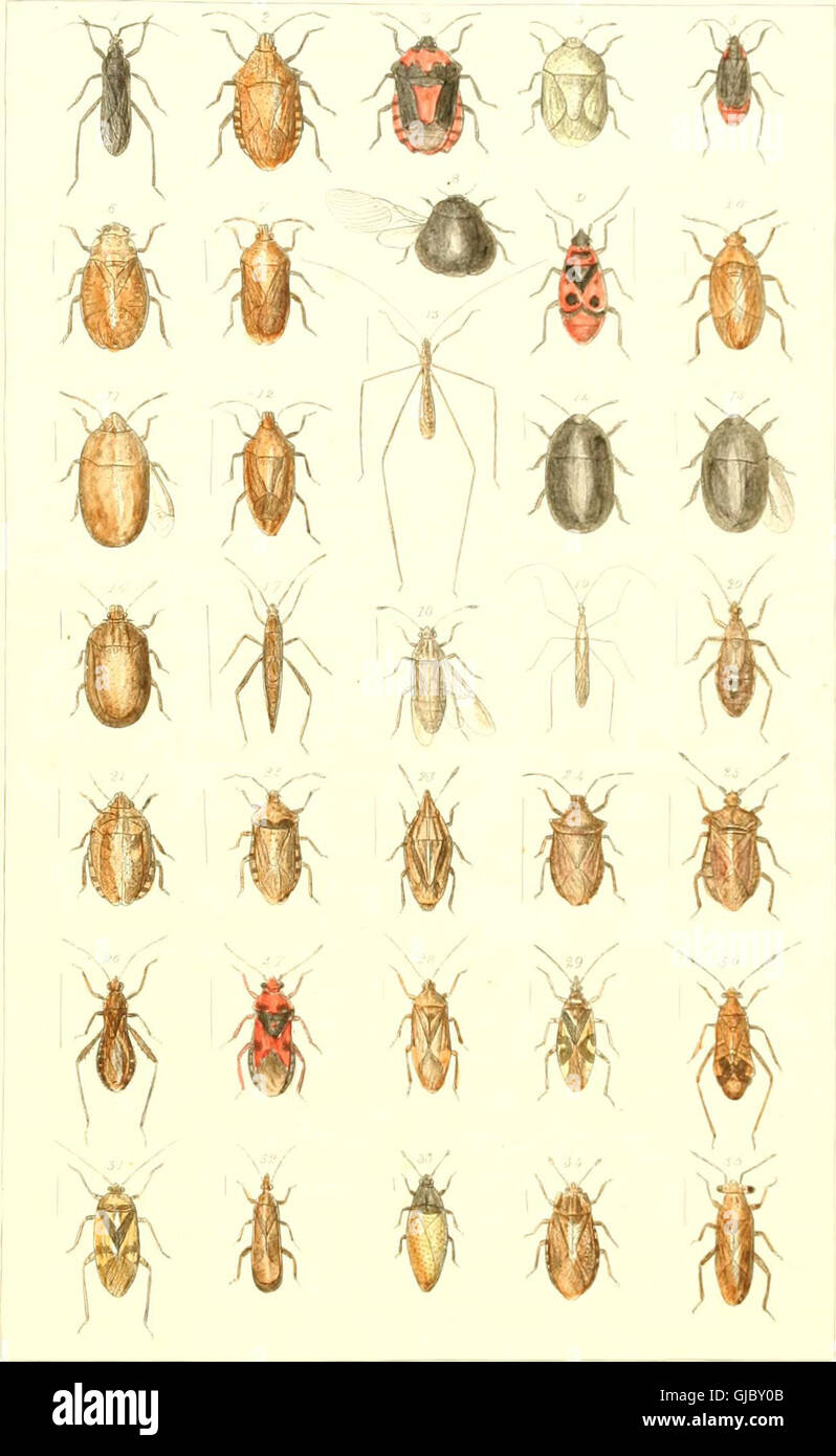 These manuscript notes (1876) provide detailed illustrations and ...