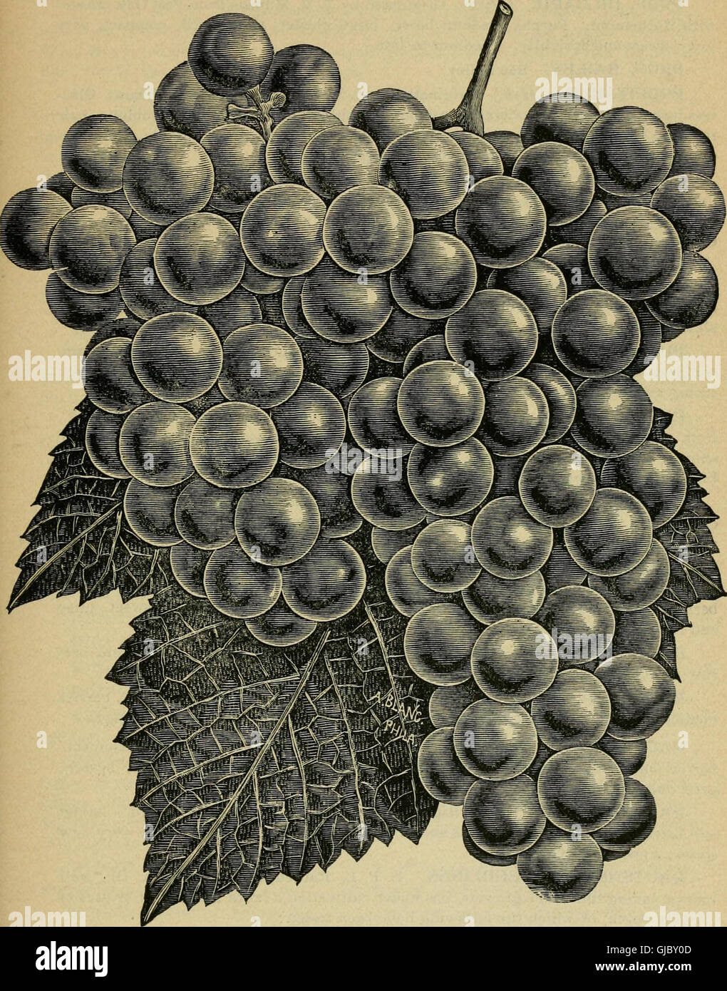 Our native grape. Grapes and their culture. Also descriptive list of ...