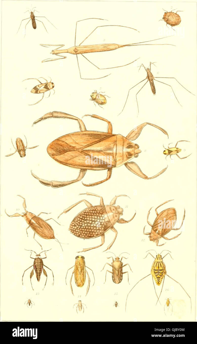 This 1876 manuscript focuses on the study of insects from the Order ...