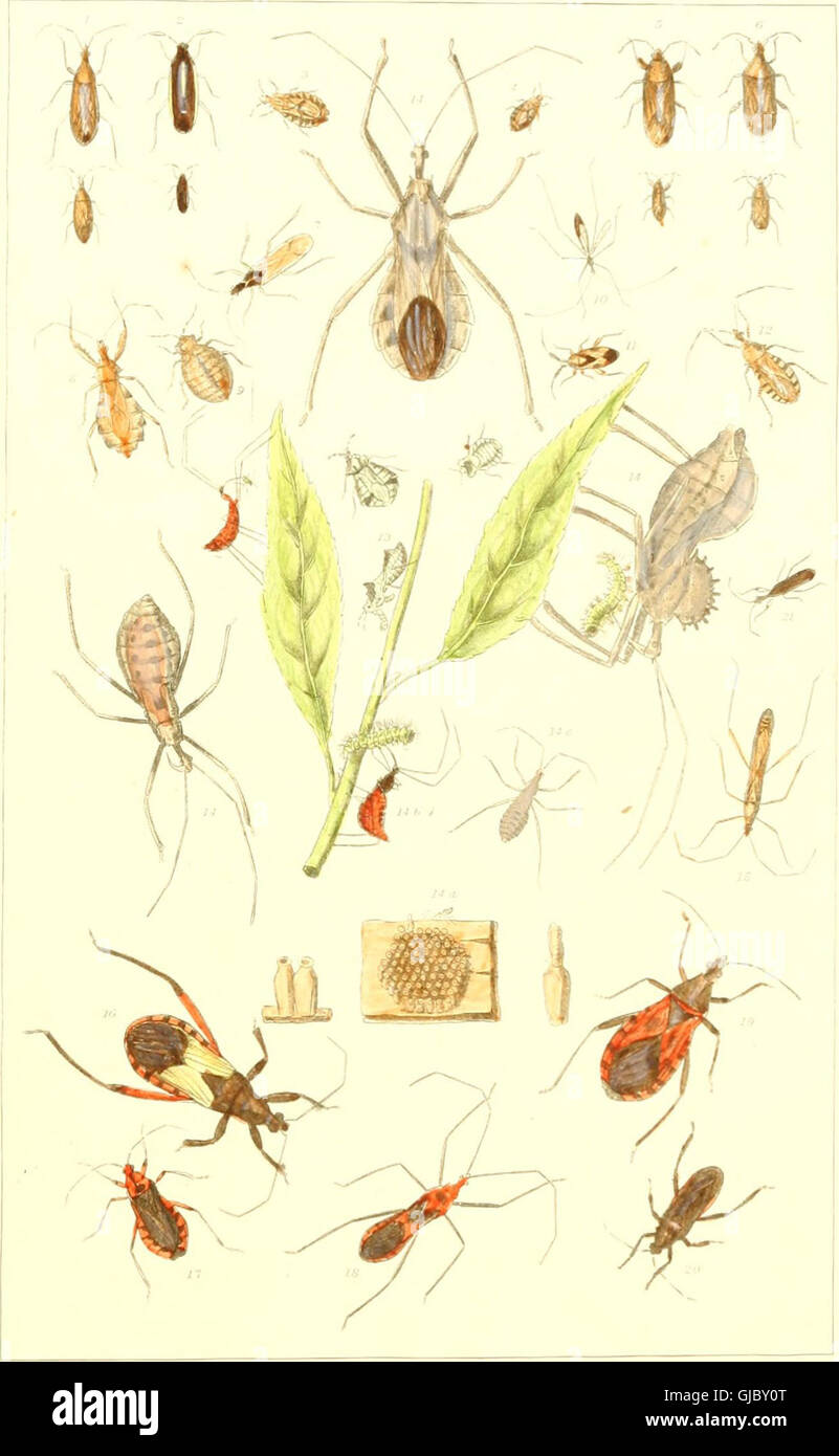 This 1876 manuscript offers detailed illustrations and notes on the ...