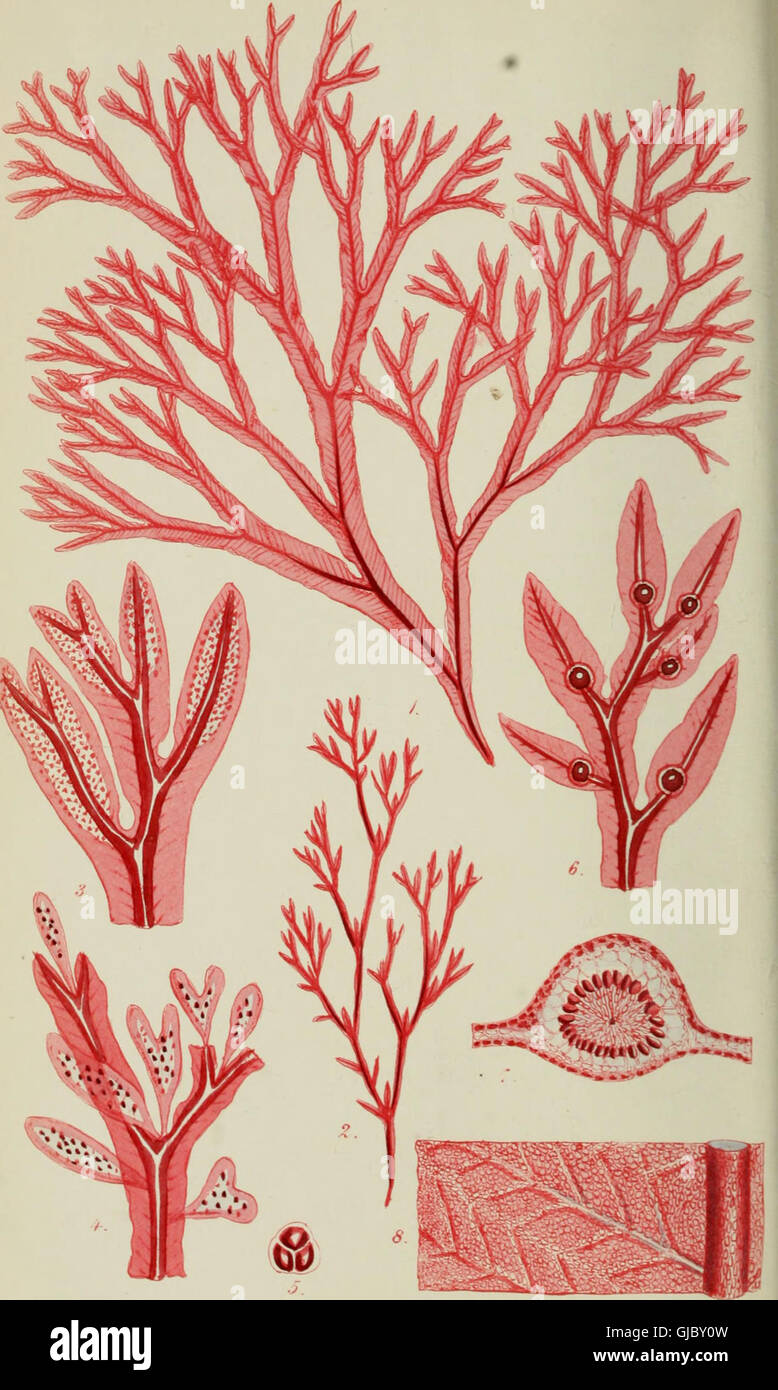 Phycologia Britannica is a comprehensive study of British seaweeds ...