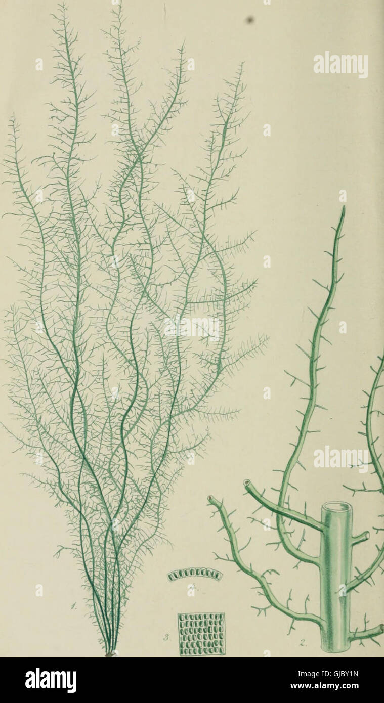 A comprehensive study of British seaweeds, offering detailed ...