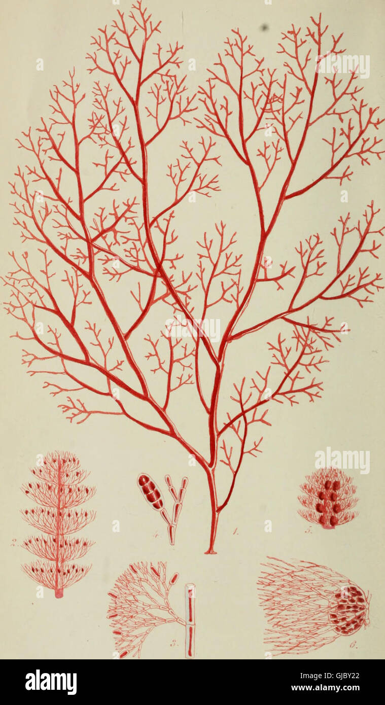 A work on British seaweeds from 1819, cataloging species of algae found ...