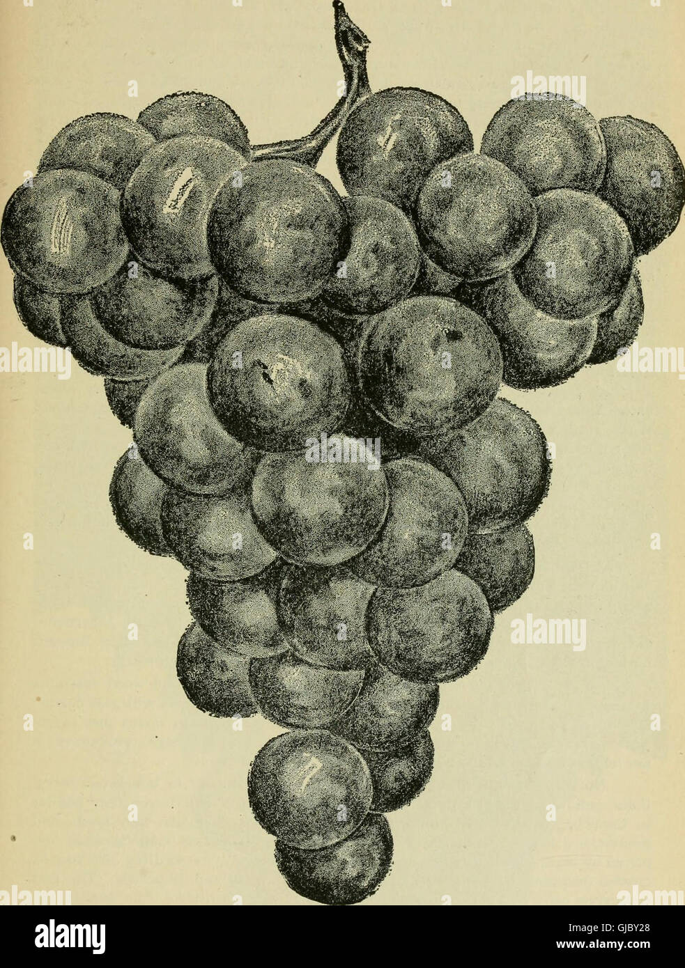 *Our Native Grape* (1893) provides a comprehensive guide to the ...