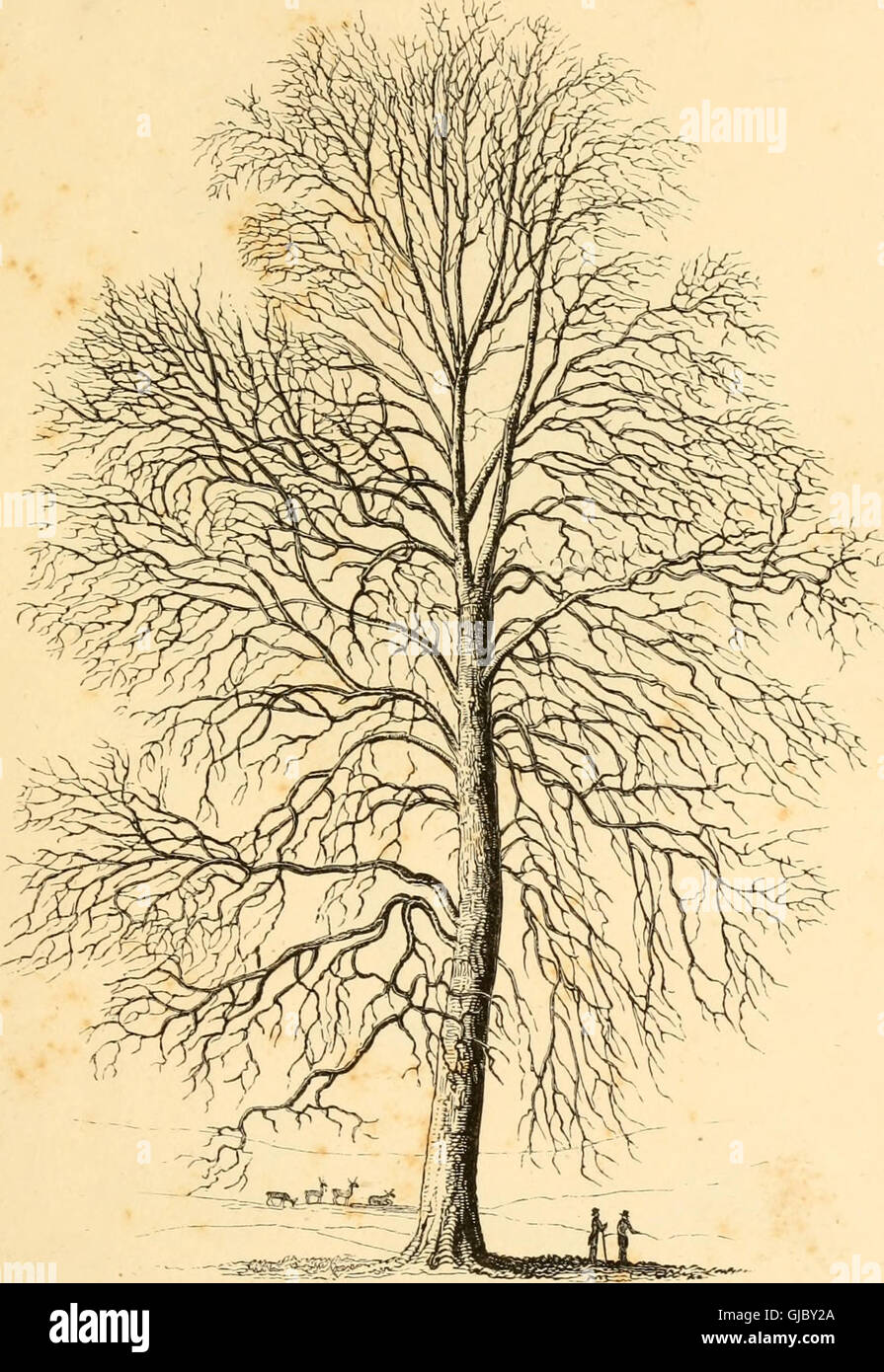 A botanical work on the trees and shrubs of Britain, illustrating ...
