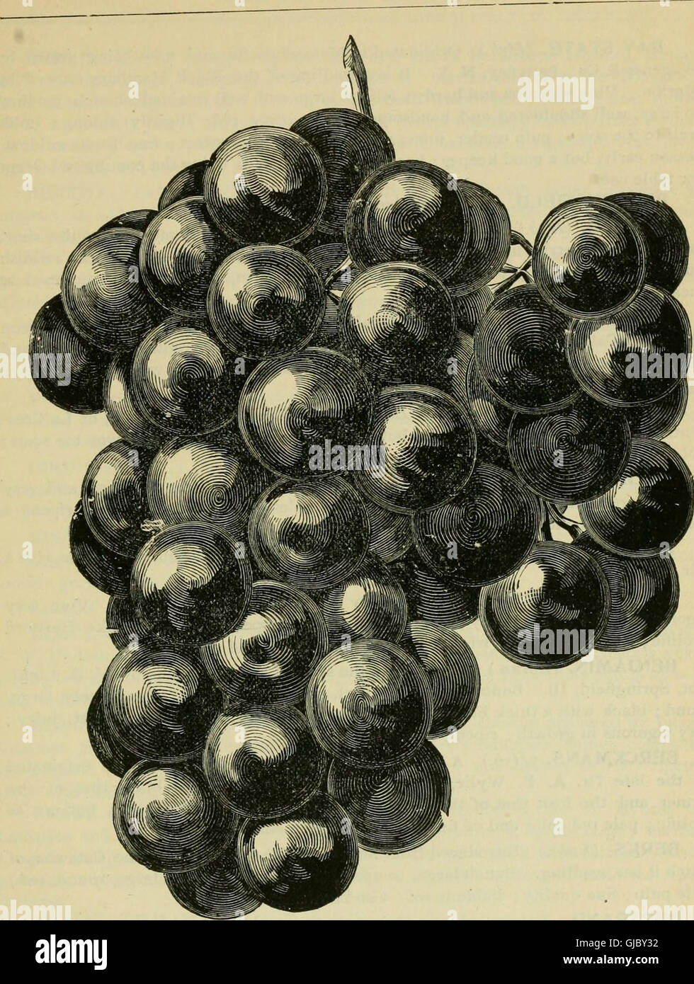 A 1893 publication detailing the culture and varieties of native grapes ...