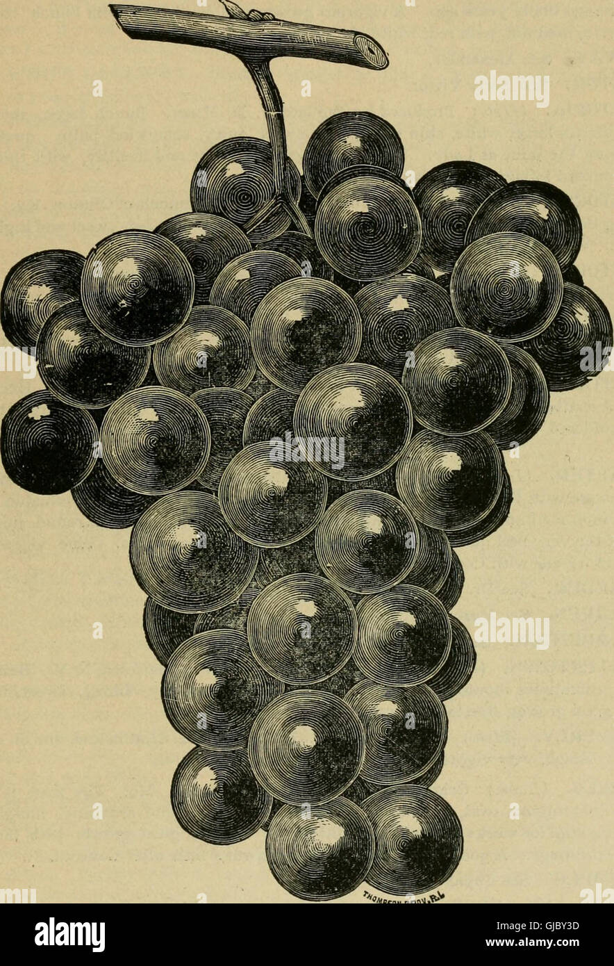 'Our Native Grape' (1893) provides a comprehensive look at the ...