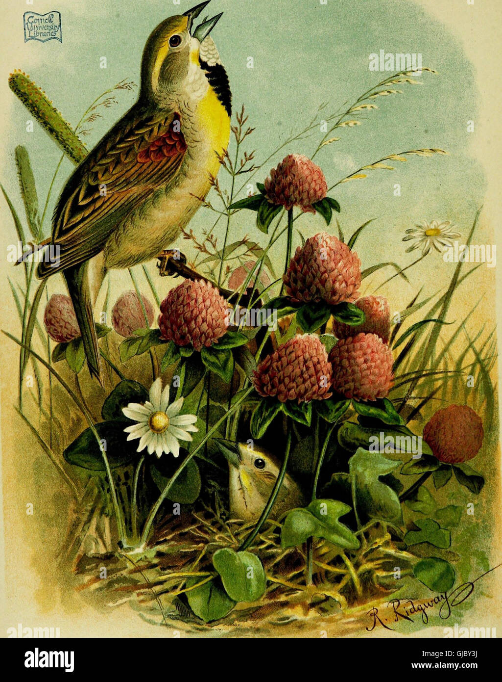 'Our Native Birds of Song and Beauty' provides a comprehensive history ...