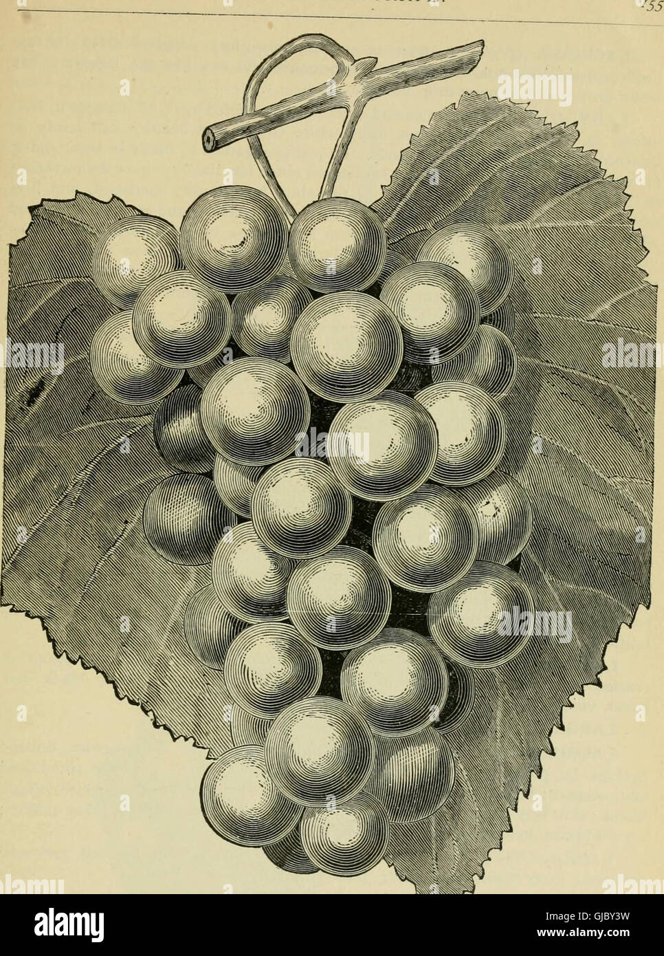 Published in 1893, this work explores native grape varieties and their ...
