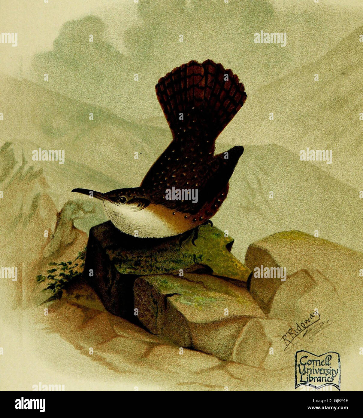 Hummingbirds And Swifts High Resolution Stock Photography and Images ...