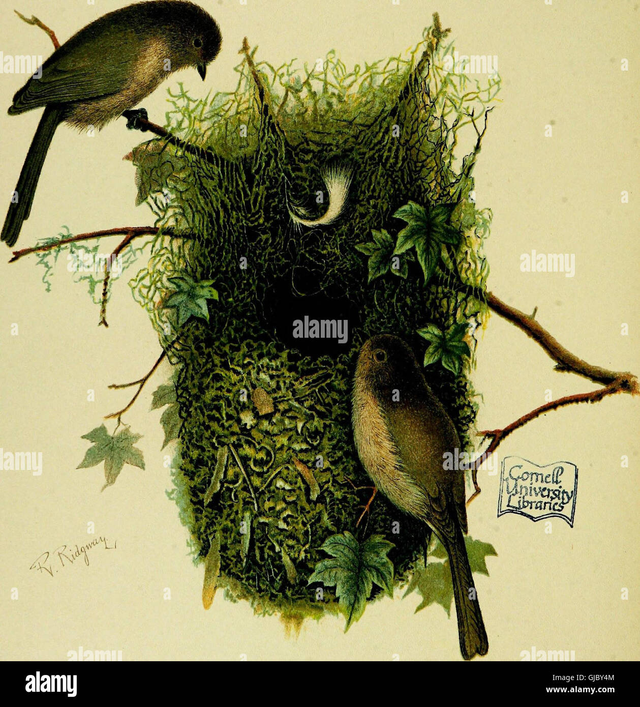 Our native birds of song and beauty, being a complete history of all ...