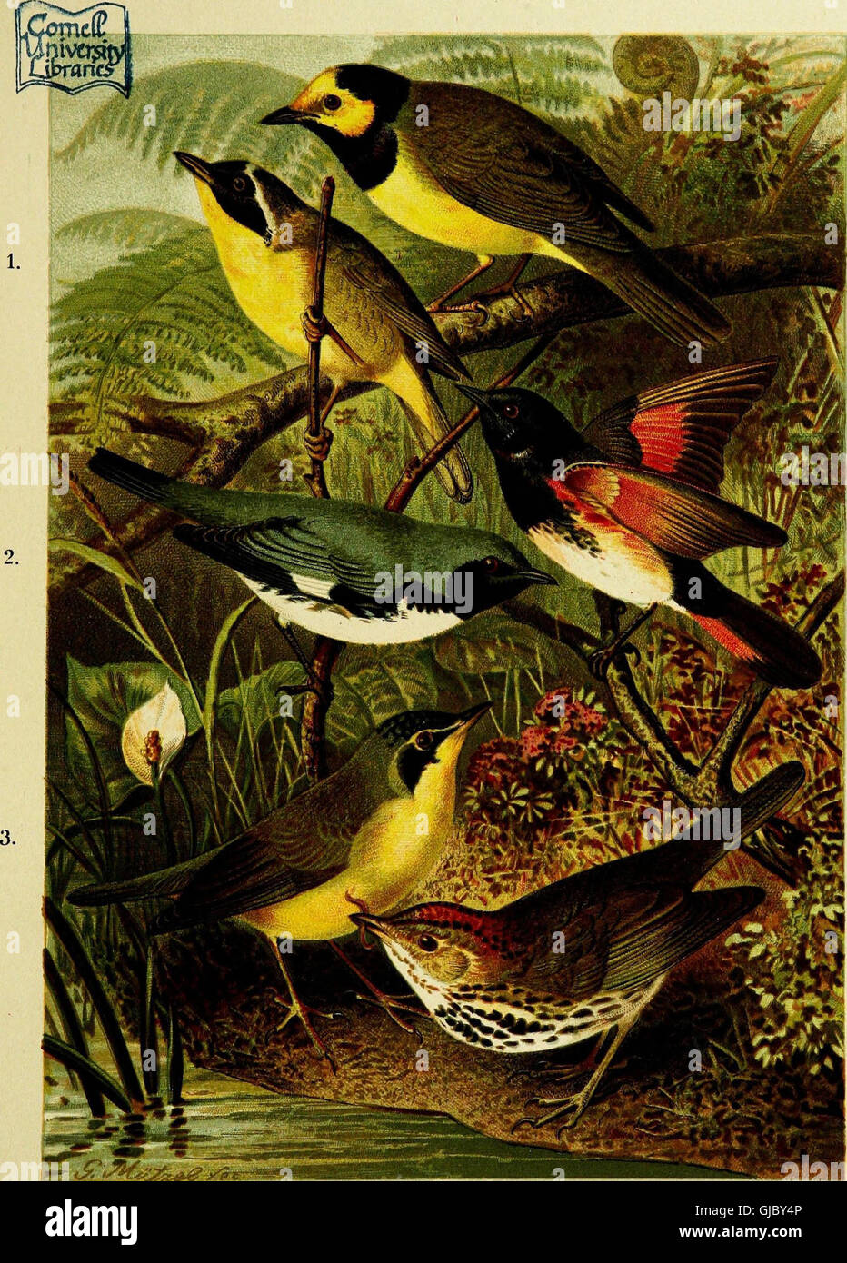 Our native birds of song and beauty, being a complete history of all ...