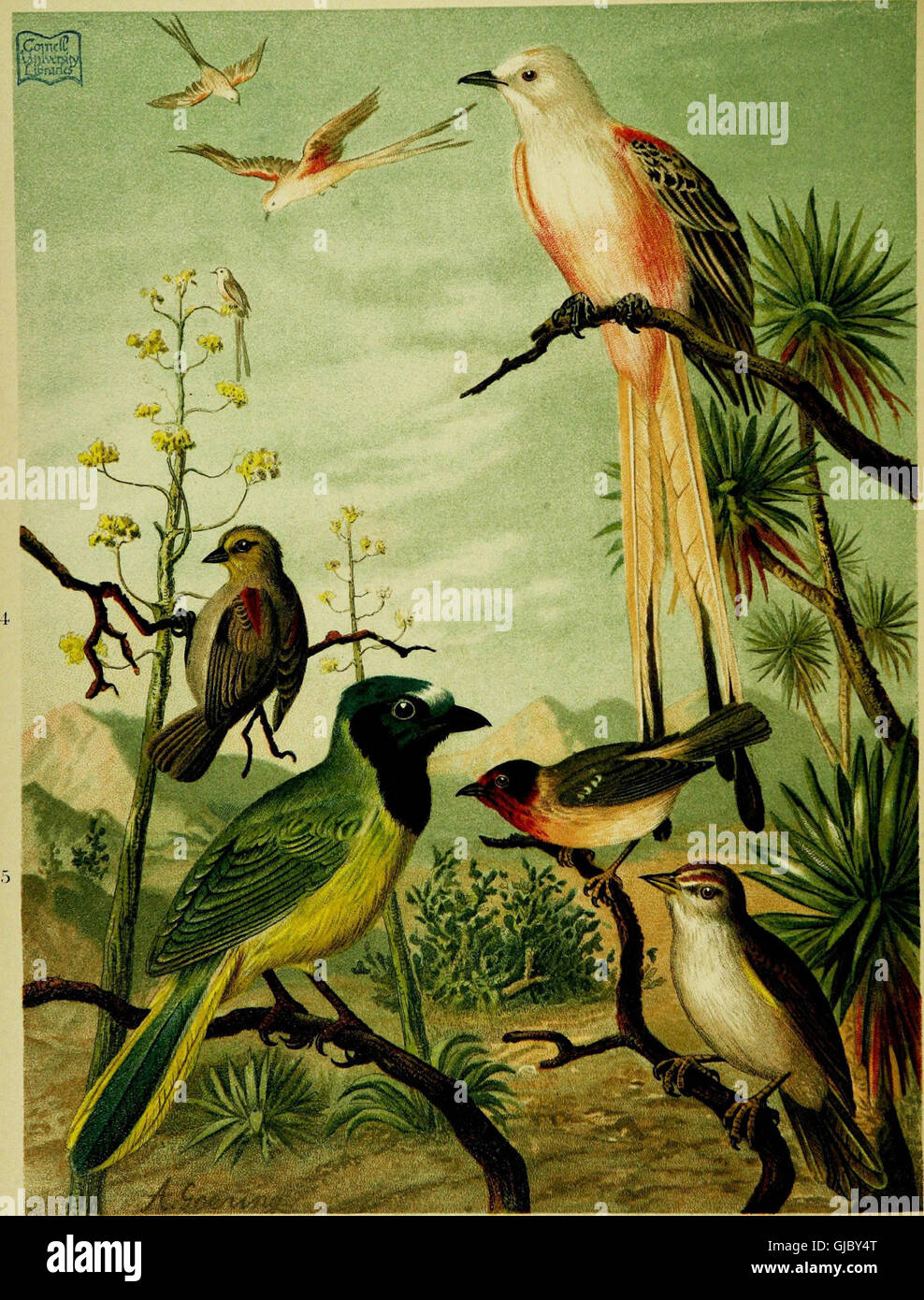 Our native birds of song and beauty, being a complete history of all ...