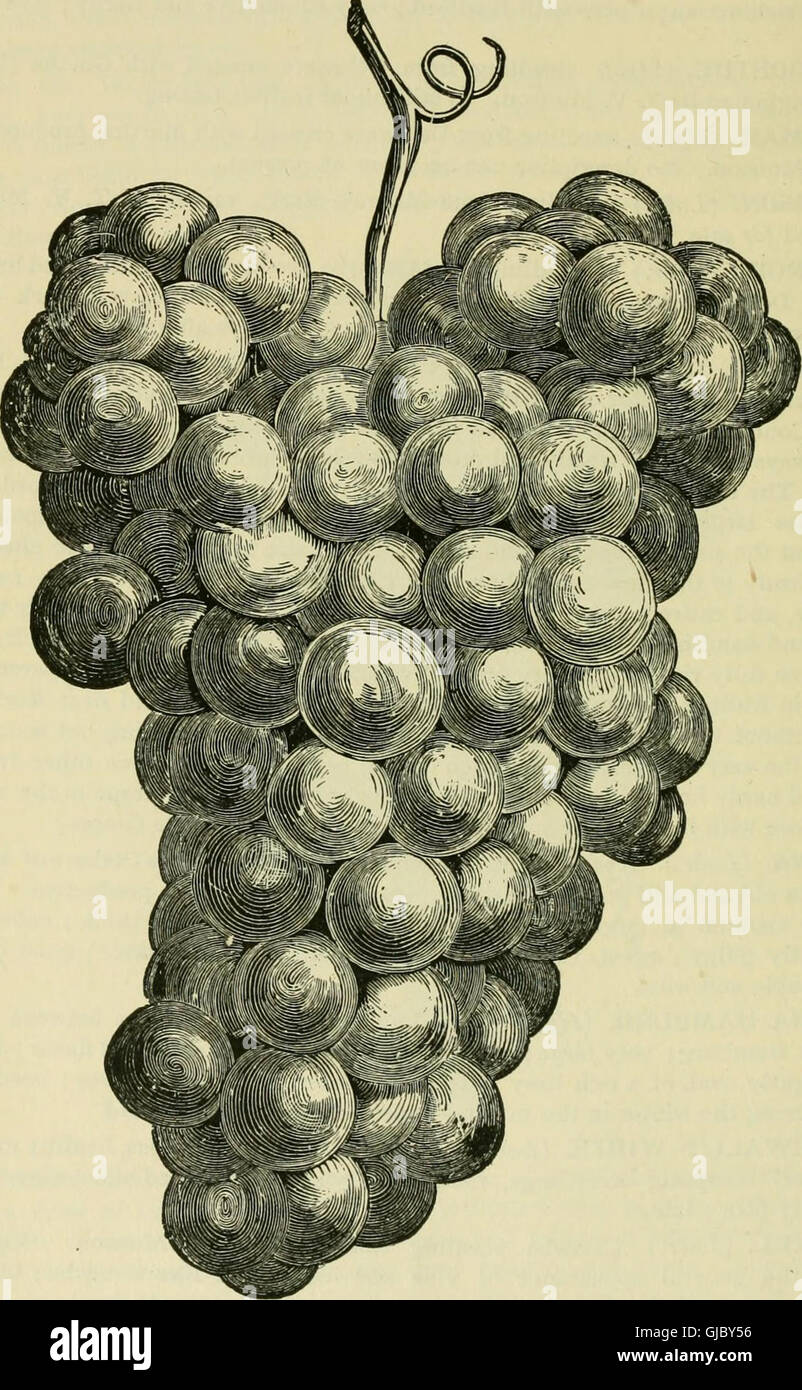 This 1893 book focuses on the cultivation of native grape varieties in ...