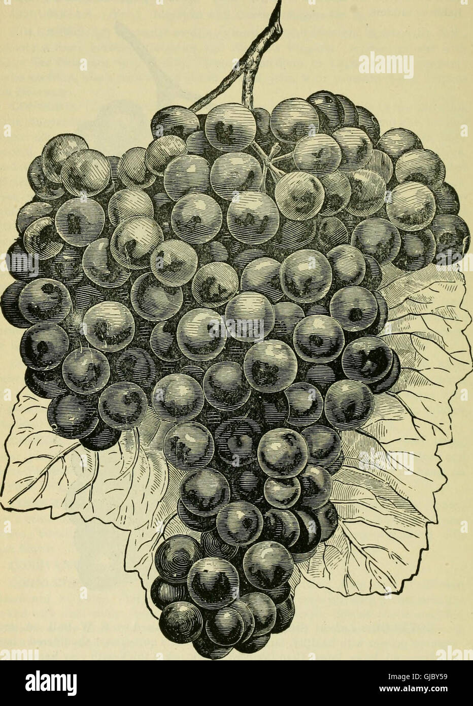 Our native grape. Grapes and their culture. Also descriptive list of ...