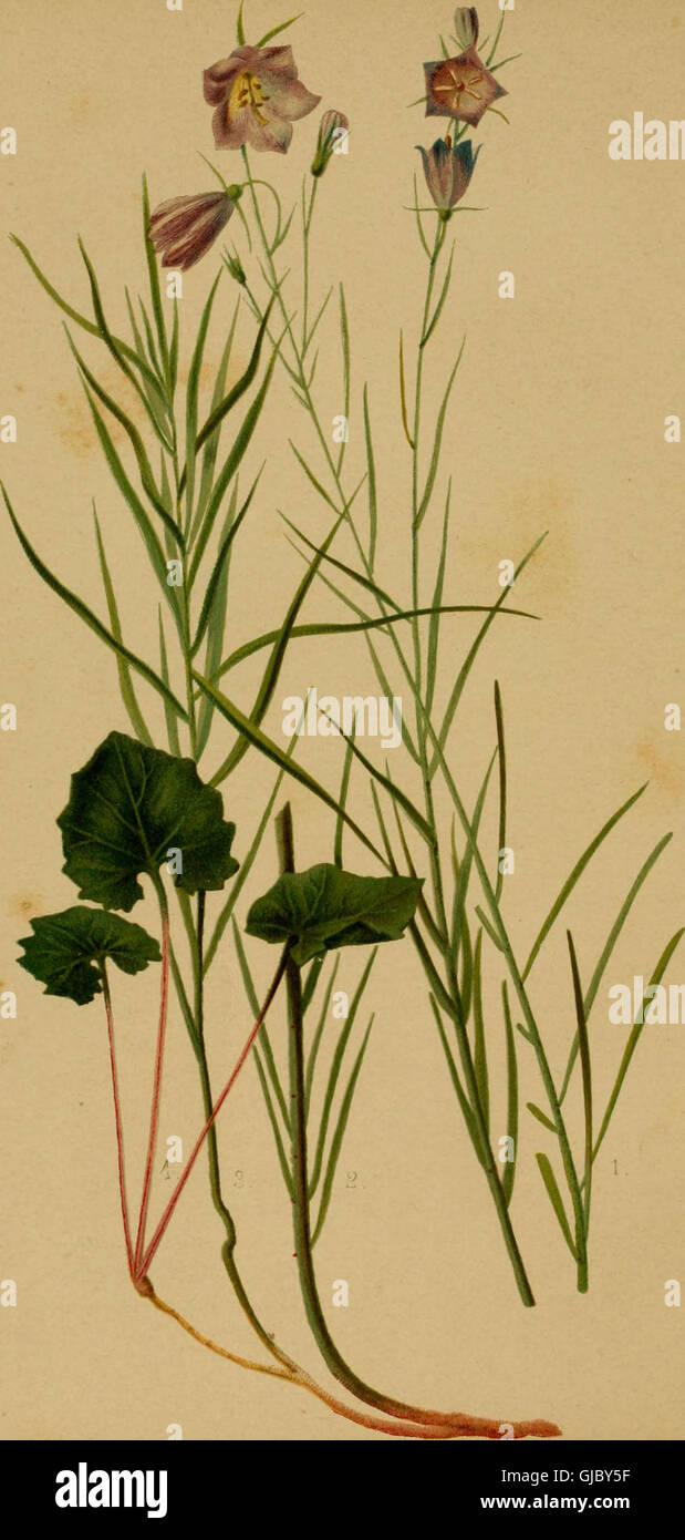 The native flowers and ferns of the United States in their botanical ...