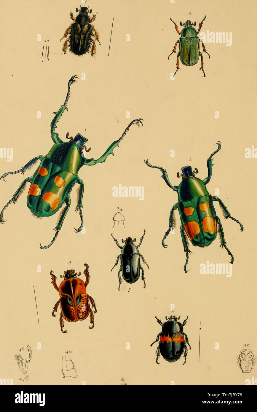 This work presents an illustrated collection of rare and beautiful ...