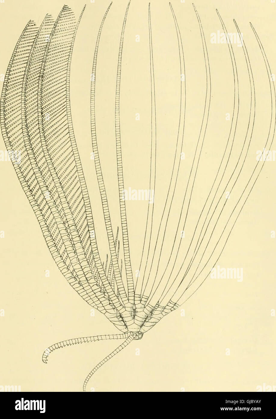 This 1912 publication explores the crinoid species found in the Indian ...