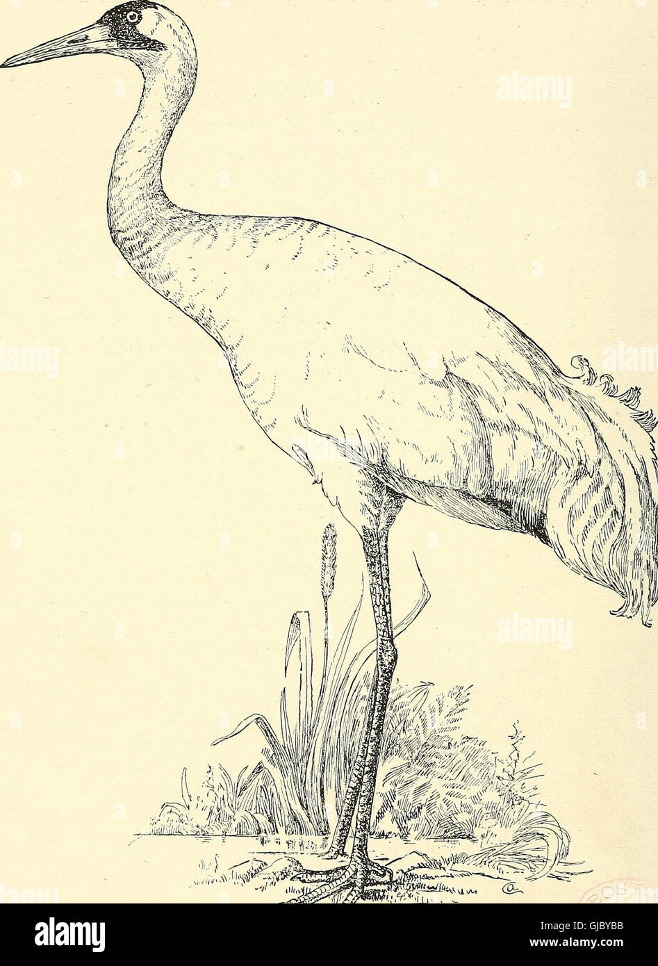 This history of game birds, wildfowl, and shore birds in Massachusetts ...