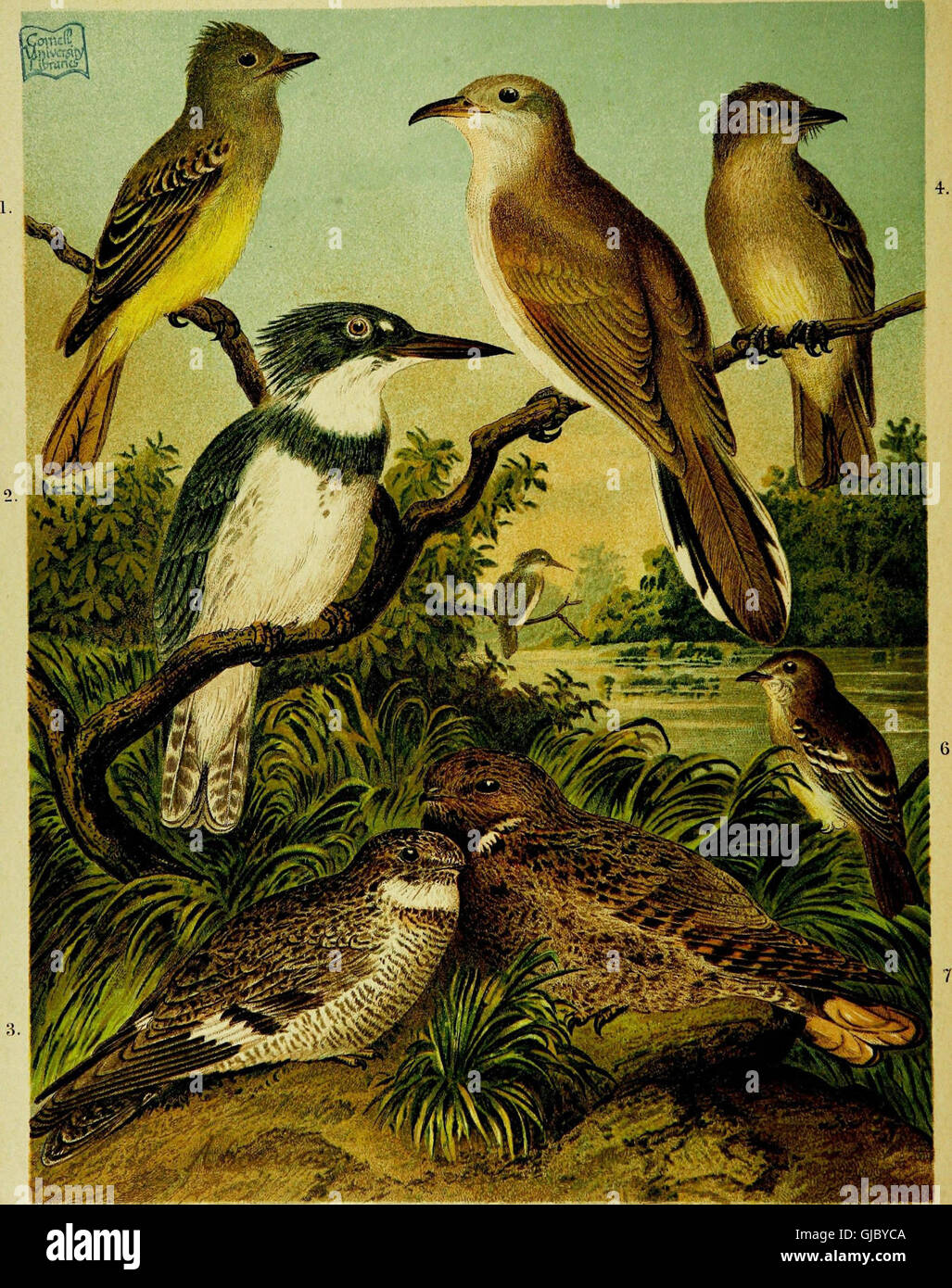 Our native birds of song and beauty, being a complete history of all ...