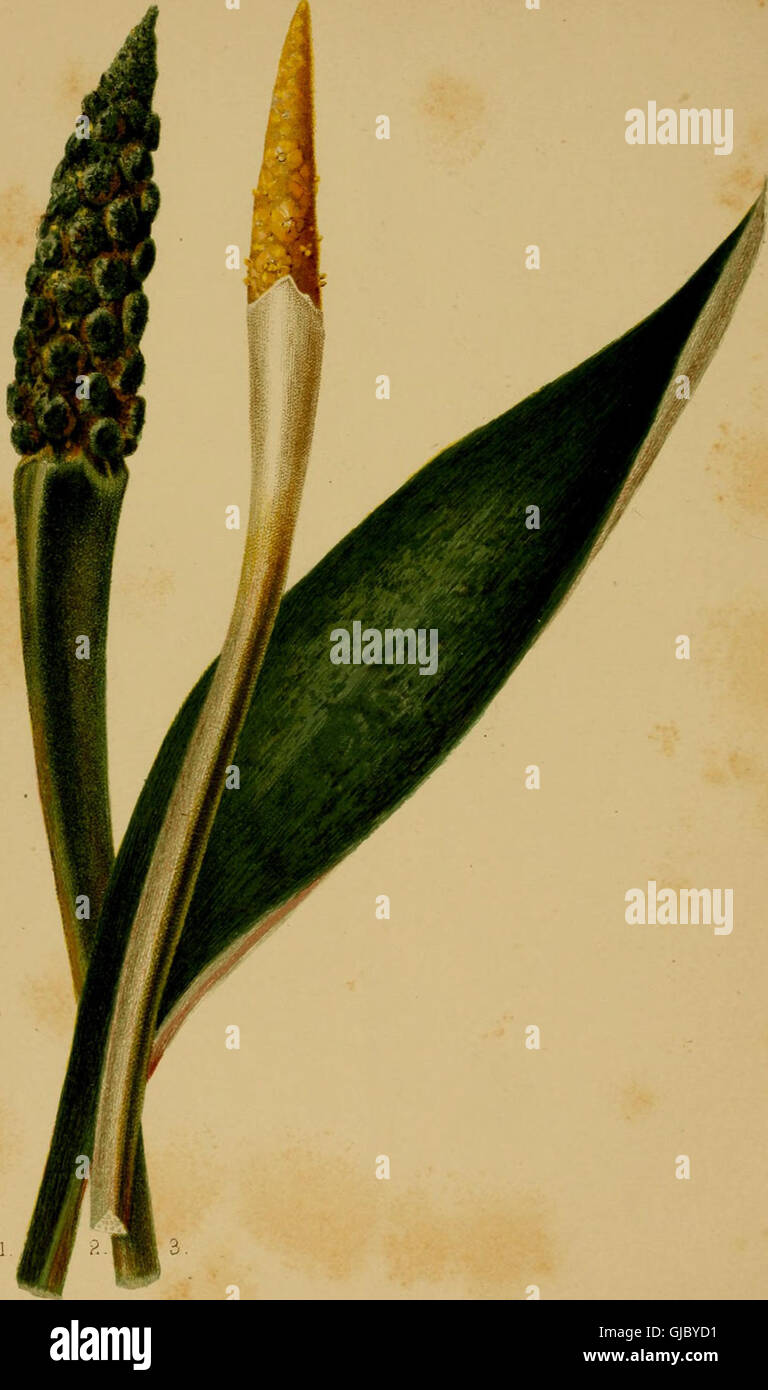 The native flowers and ferns of the United States in their botanical ...