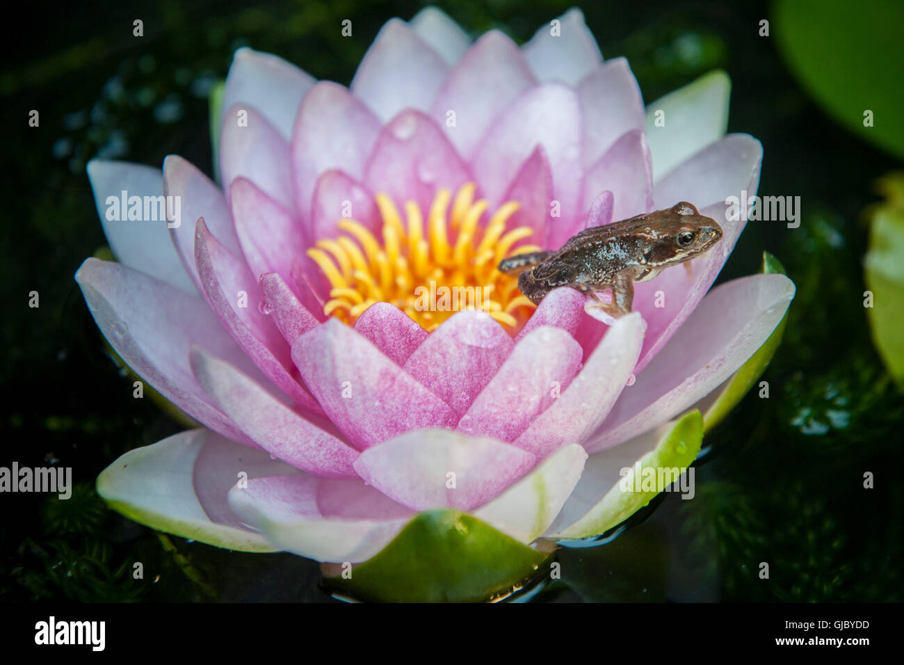 A small frog sits on a flowering water lily Stock Photo - Alamy