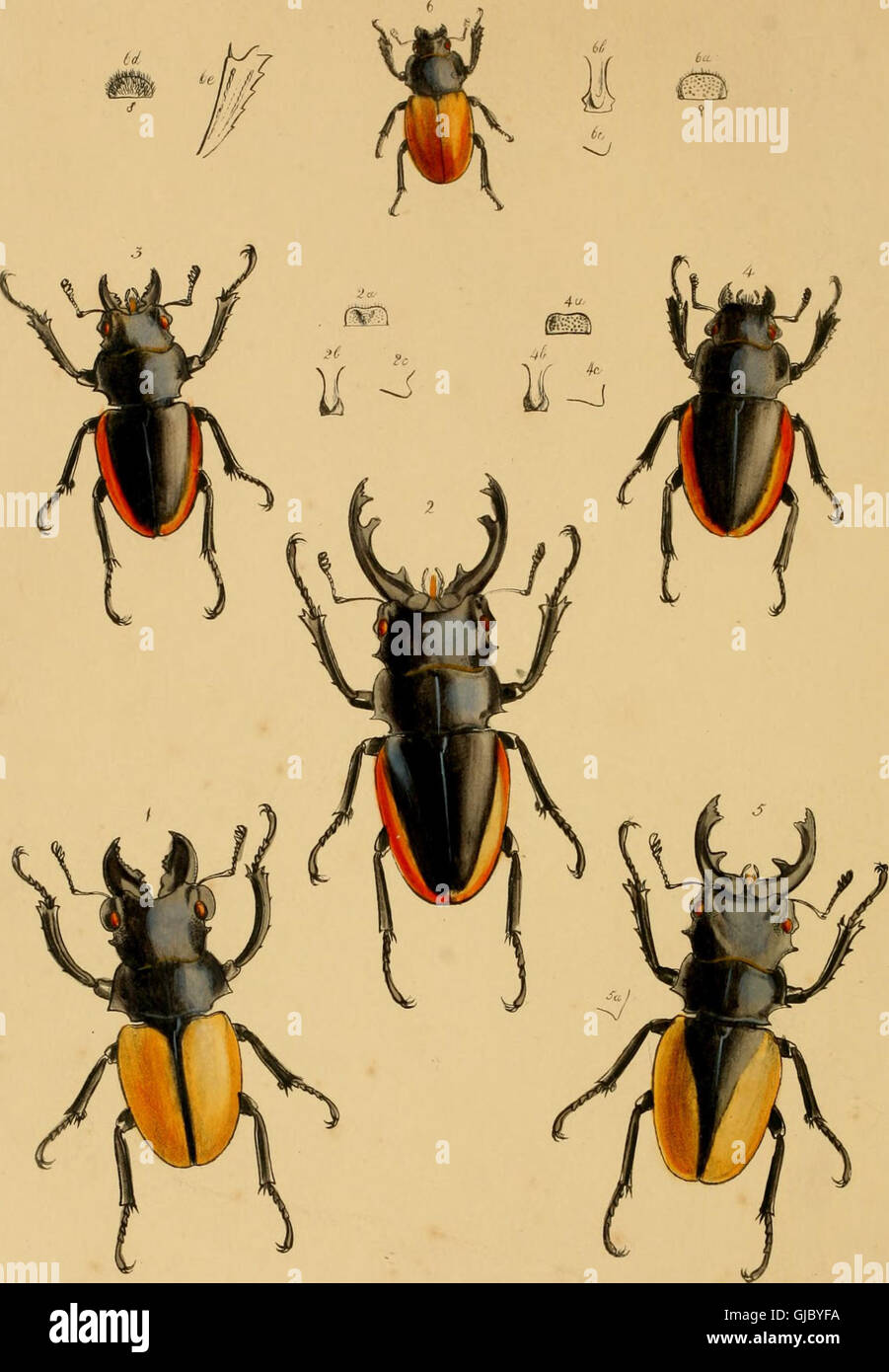 The cabinet of oriental entomology - being a selection of some of the ...