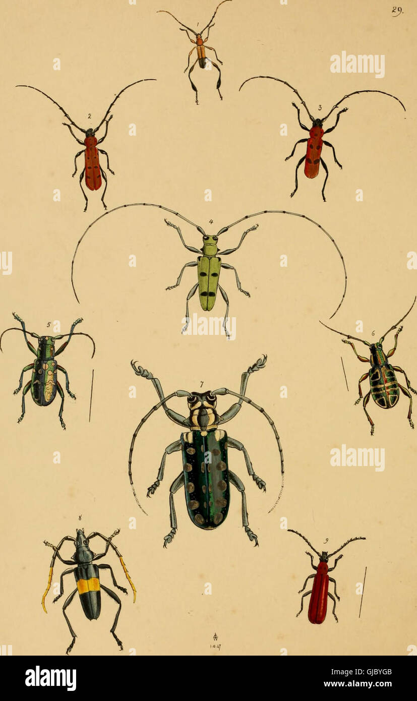 This work showcases rare and beautiful species of insects from India ...