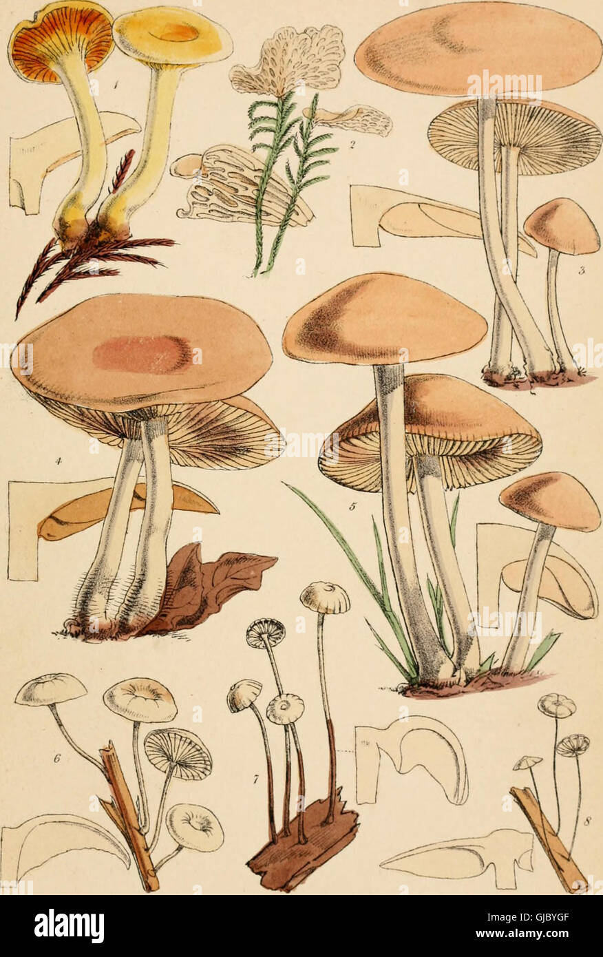This 1860 work provides a detailed guide to over a thousand species of ...