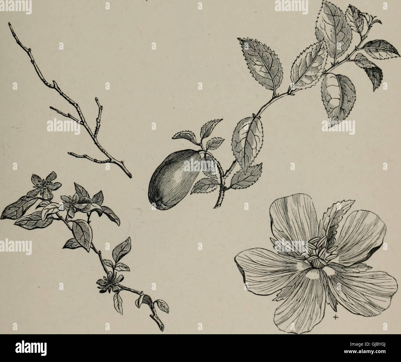 This botanical work provides a detailed account of Britain’s trees and ...