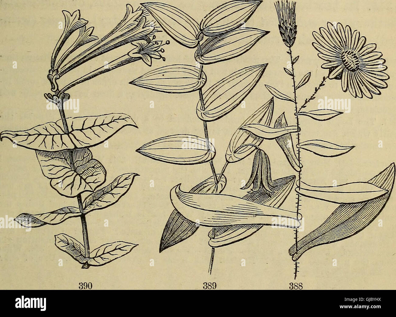 This 1896 volume explores plant structure, growth, and life processes ...