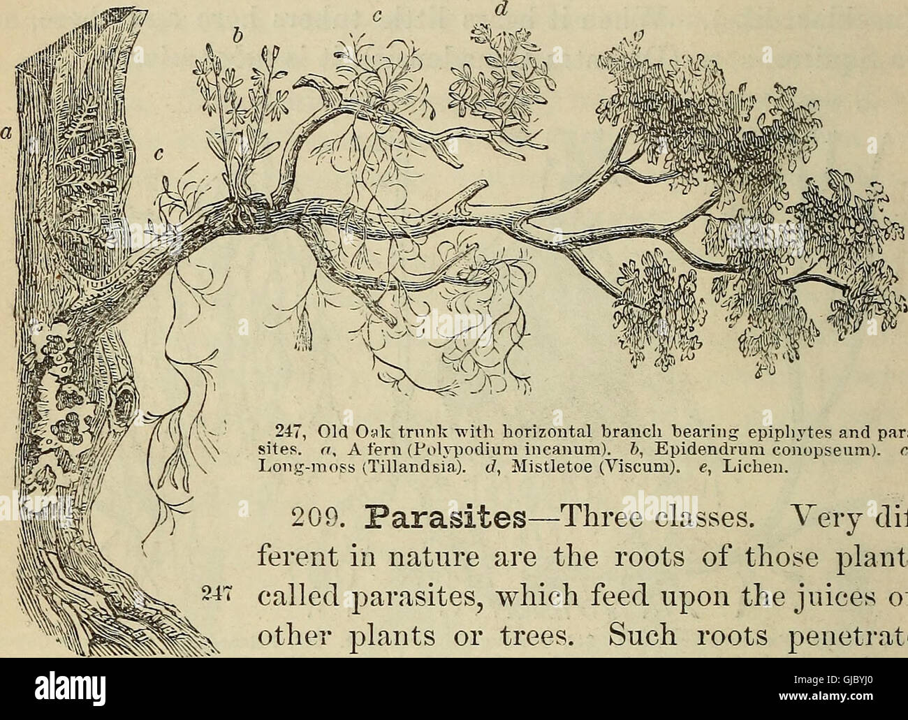 The American botanist and florist; including lessons in the structure ...
