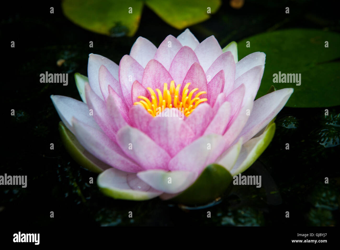 Looking straight down on to a lilly flower Stock Photo - Alamy