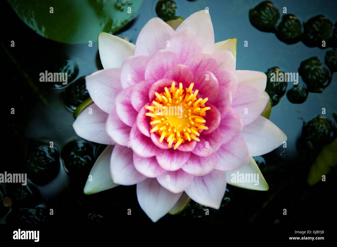 Pink and white flower on lilypad hi-res stock photography and images ...