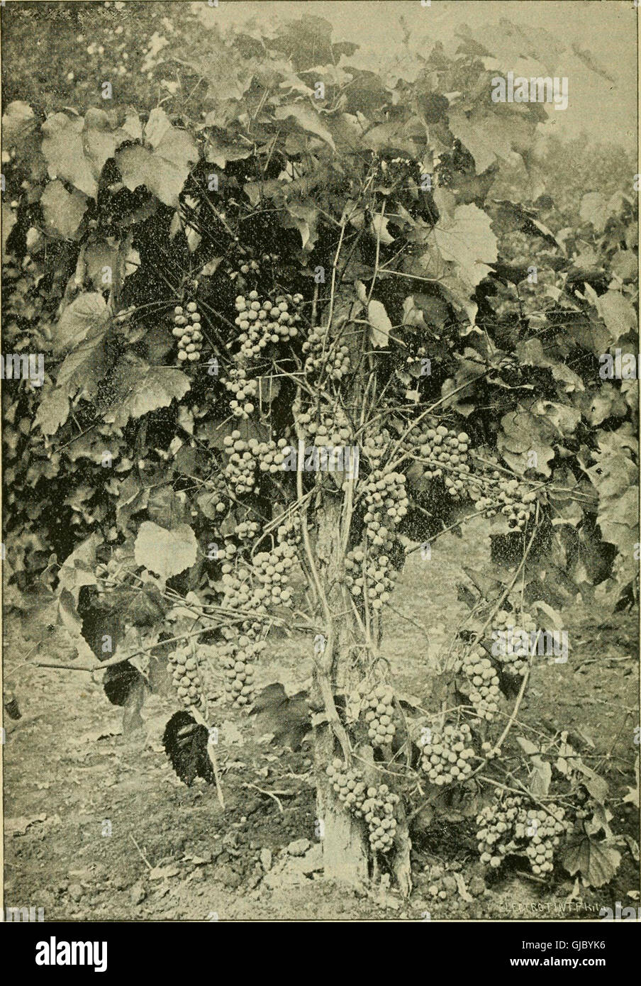 This 1893 book provides a comprehensive guide to native grape varieties ...