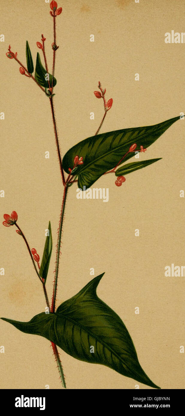 *The Native Flowers and Ferns of the United States* (1879) provides ...