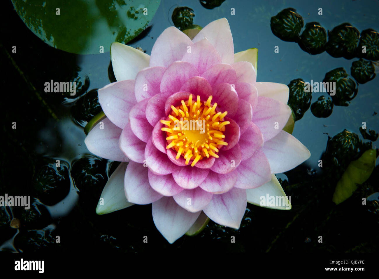 Looking straight down on to a lilly flower Stock Photo - Alamy
